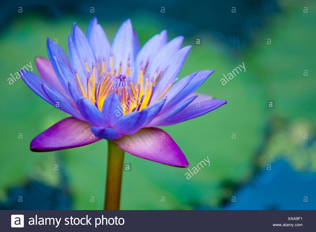 Blue Lotus Flower High Resolution Stock Photography and Images - Alamy