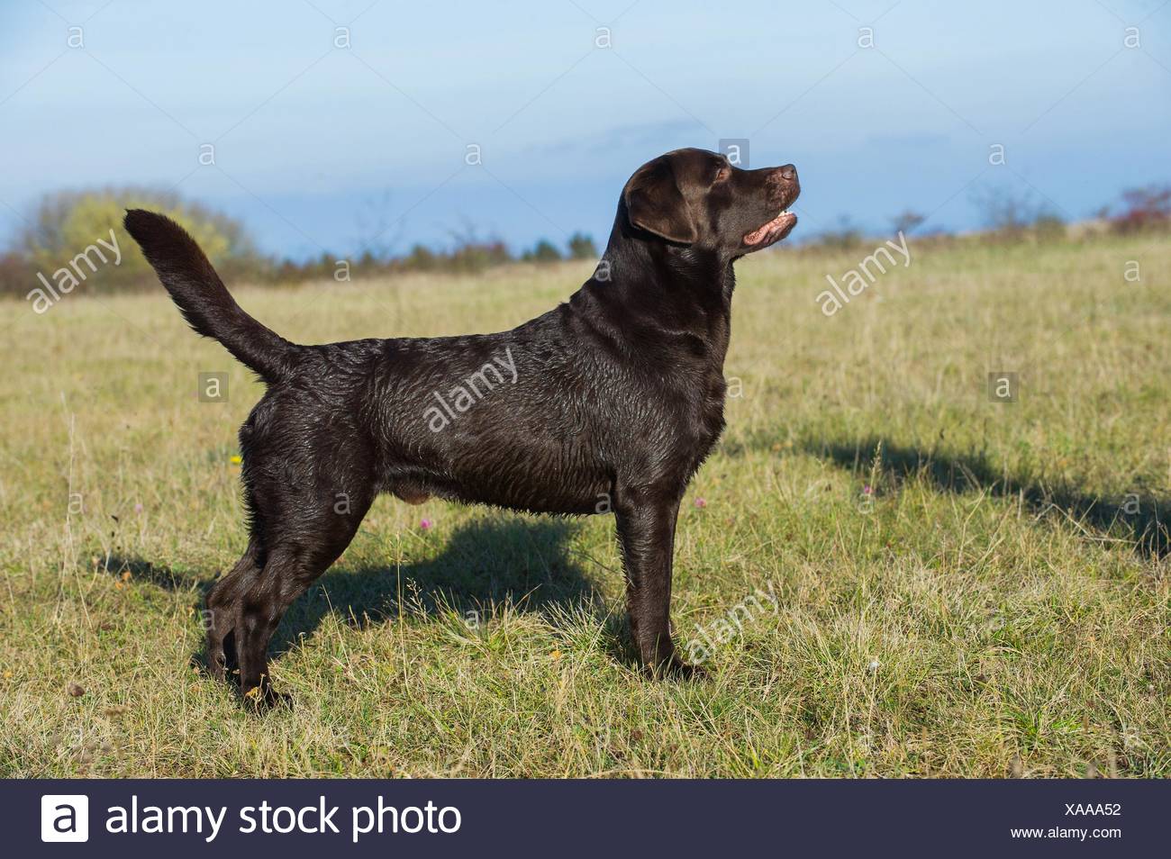 Labrador Side Profile High Resolution Stock Photography and Images - Alamy
