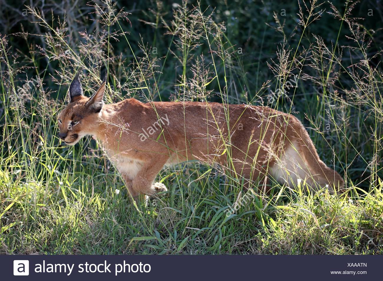 Caracal Hunting High Resolution Stock Photography and Images - Alamy