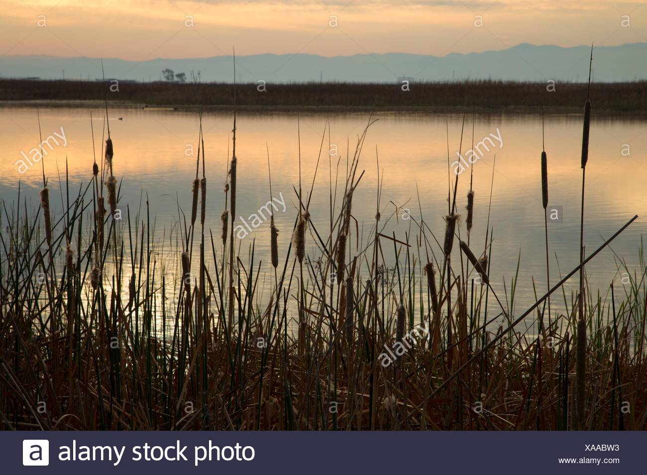 Cattail Stock Photos & Cattail Stock Images - Alamy