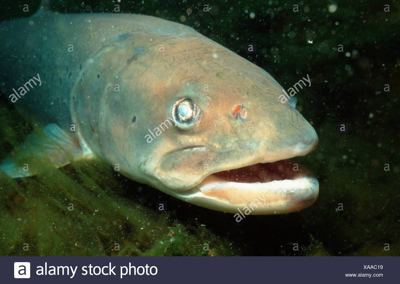 Danube Salmon High Resolution Stock Photography and Images - Alamy