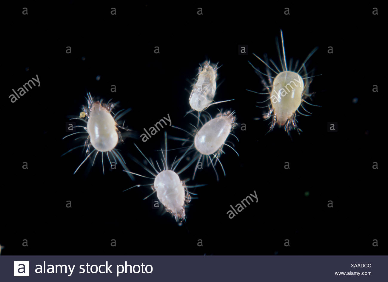 Dust Mites High Resolution Stock Photography and Images - Alamy