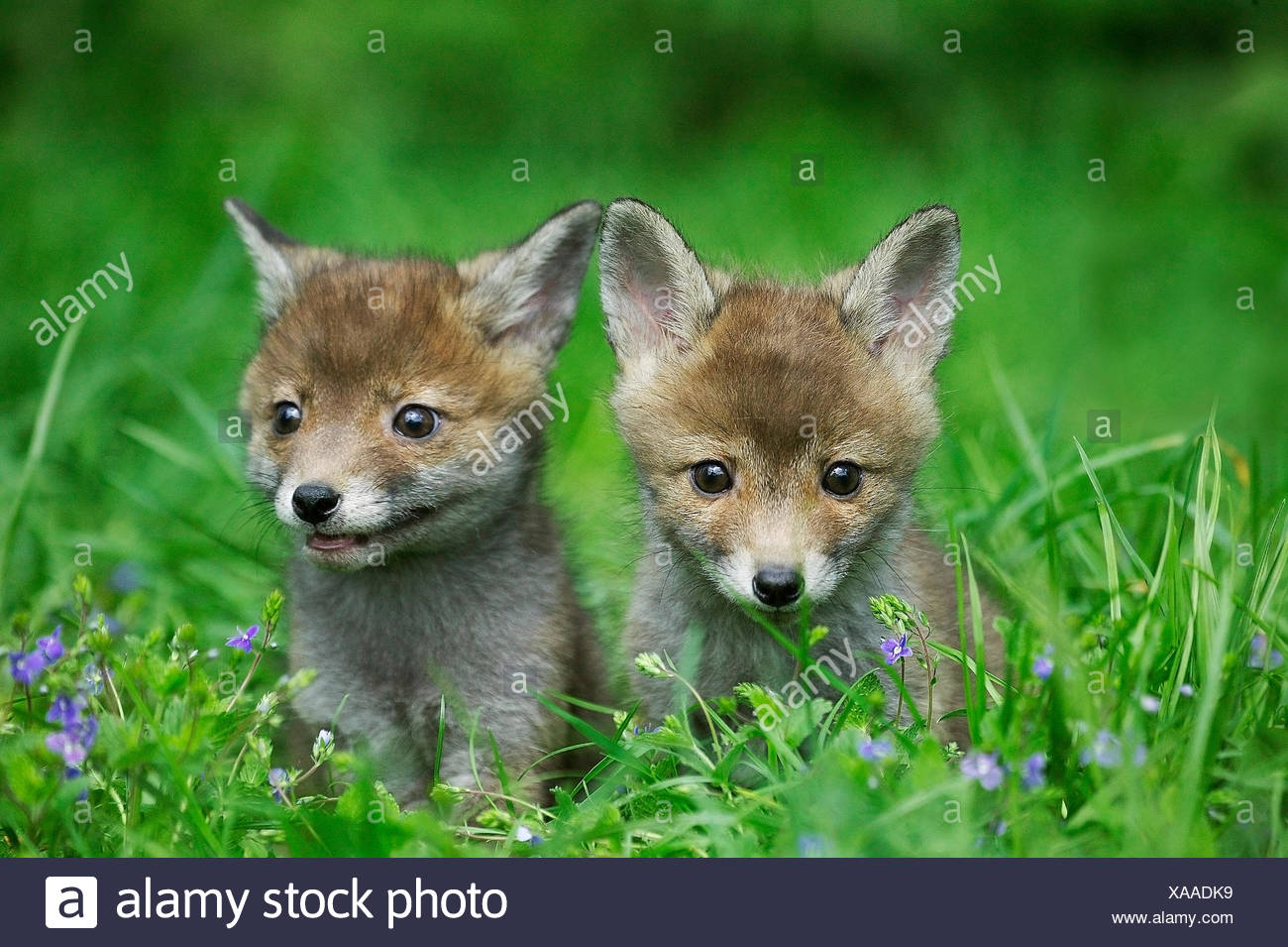 Red Fox Grass High Resolution Stock Photography and Images - Alamy