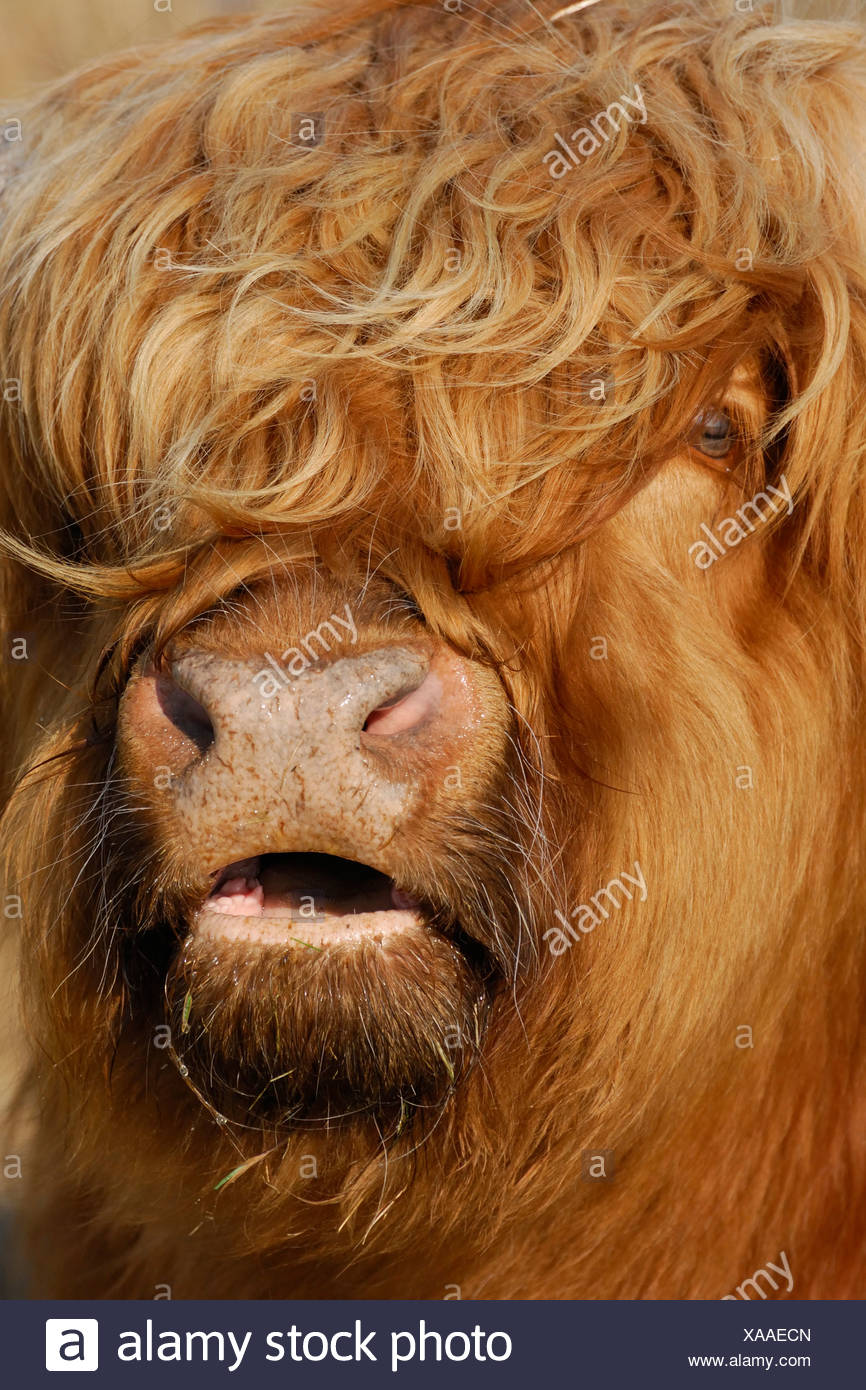 Curly Haired Cow High Resolution Stock Photography and Images - Alamy