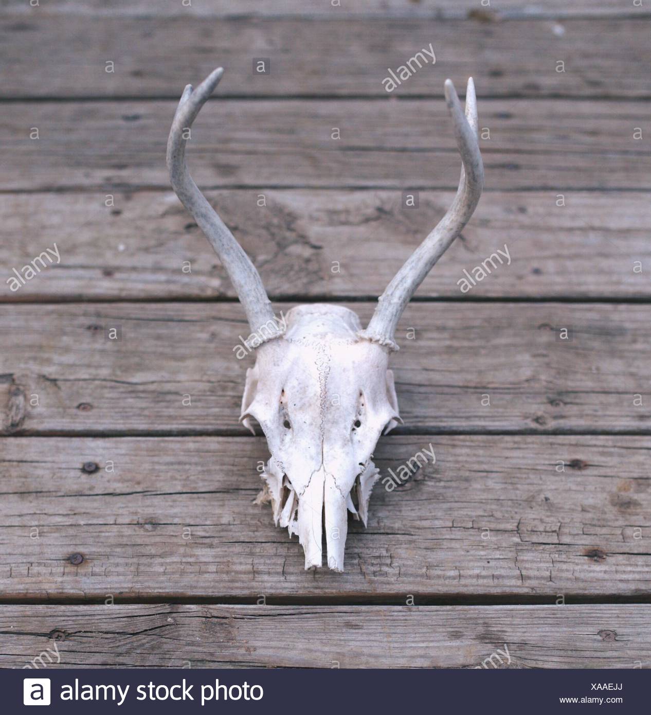 Animal Skull Stock Photos & Animal Skull Stock Images - Alamy