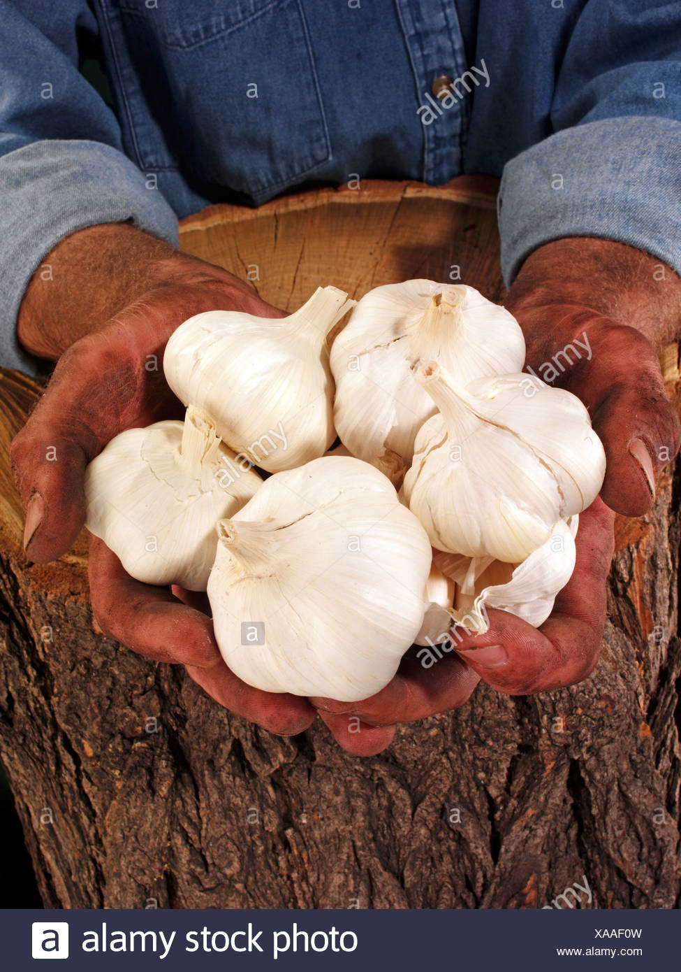 French Man Garlic Stock Photos & French Man Garlic Stock Images - Alamy