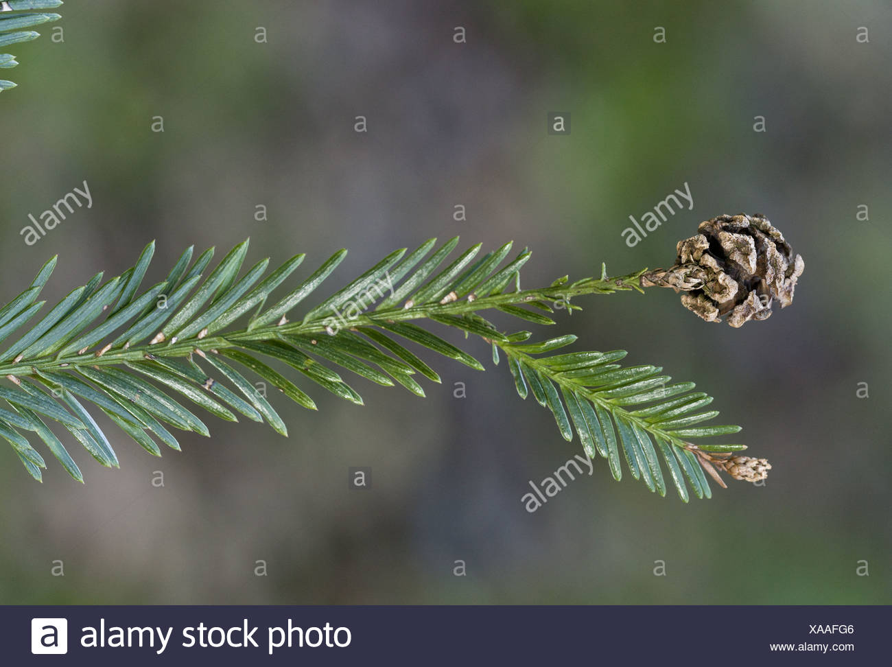 Redwood Cones Stock Photos & Redwood Cones Stock Images - Alamy