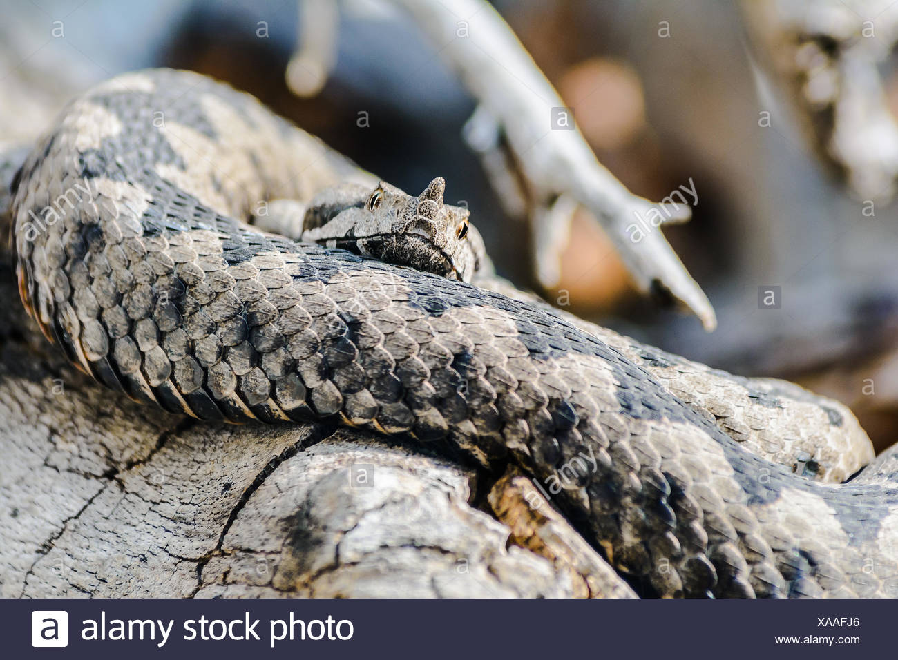 Hornviper High Resolution Stock Photography and Images - Alamy