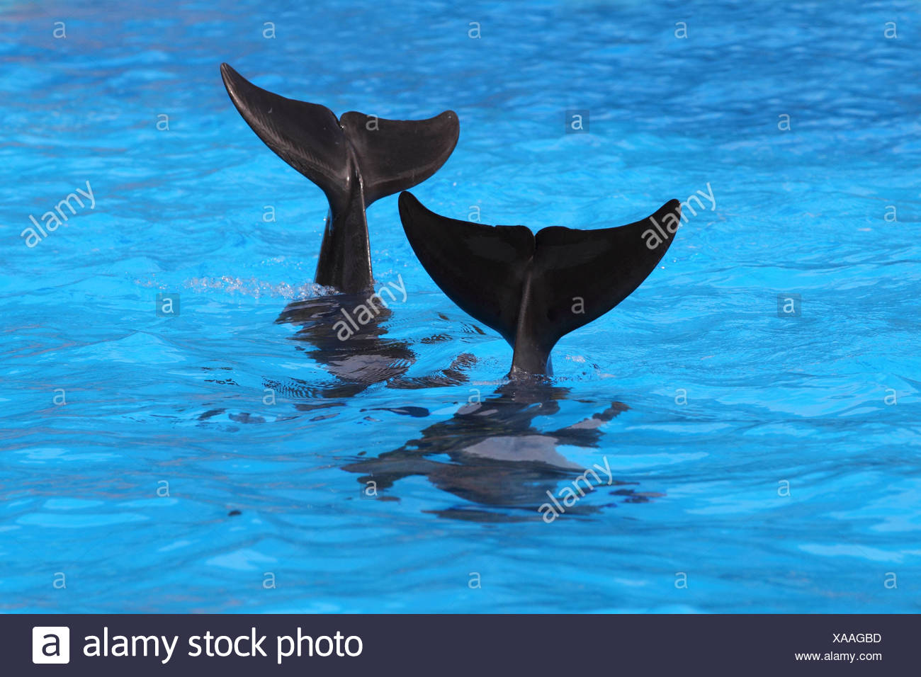 Dolphin Tail Stock Photos & Dolphin Tail Stock Images - Alamy Dolphin Tail Stock Photos & Dolphin Tail Stock Images - Alamy