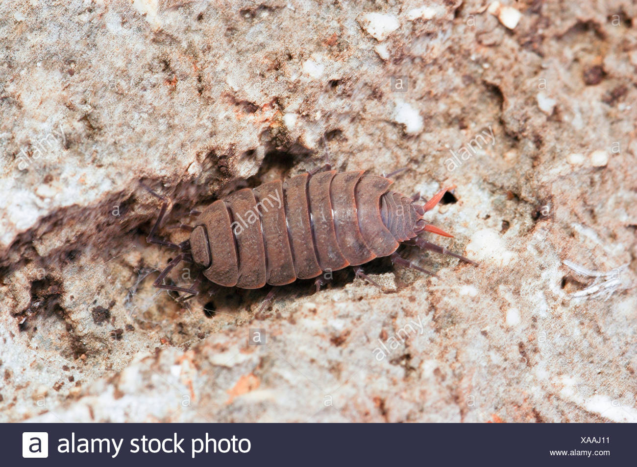 Isopods Isopoda Stock Photos & Isopods Isopoda Stock Images - Alamy