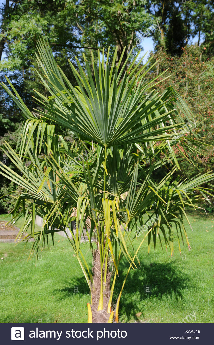 Fan Palm Flowers Stock Photos & Fan Palm Flowers Stock Images - Alamy