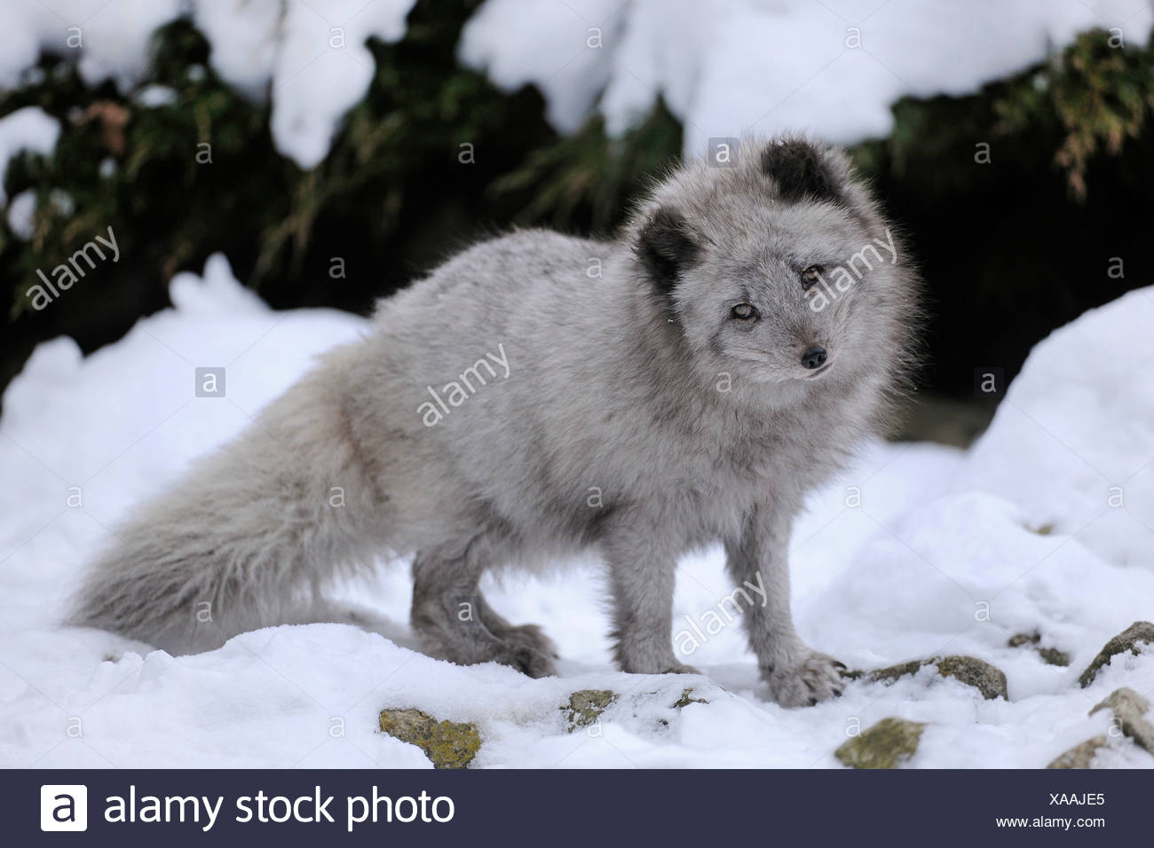 Fox Standing High Resolution Stock Photography and Images - Alamy