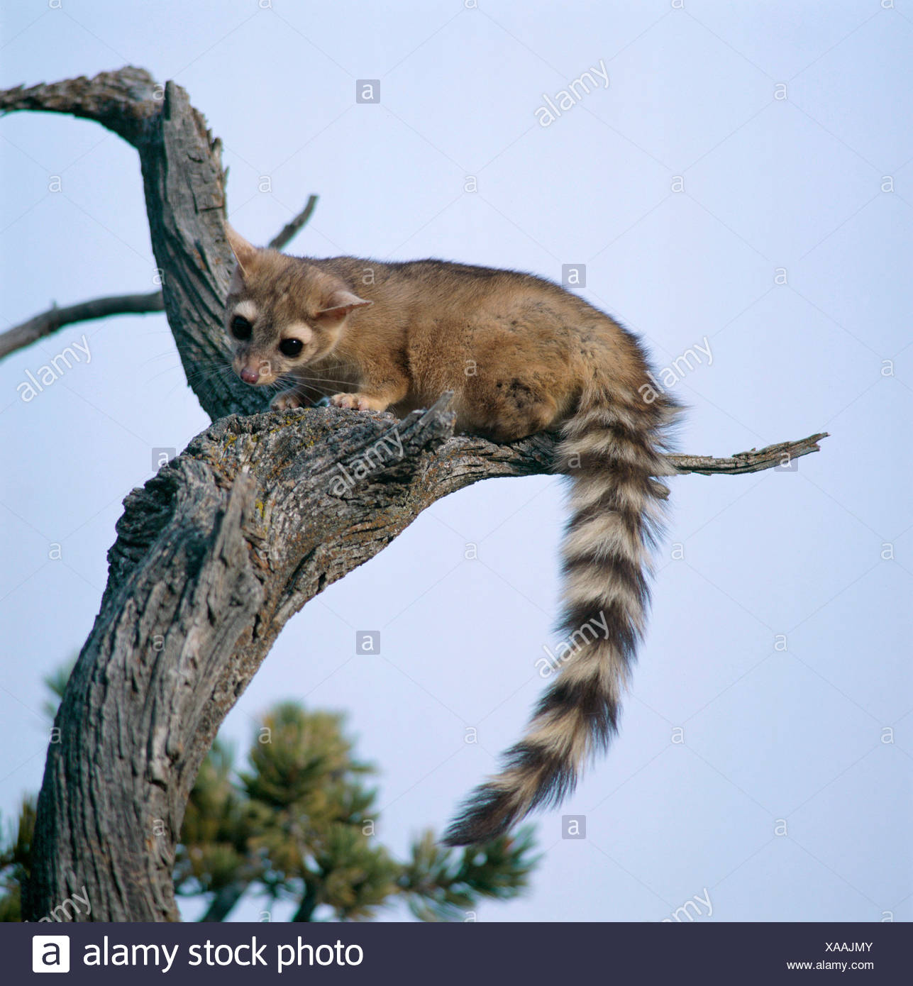 Ringtail Cat High Resolution Stock Photography and Images - Alamy