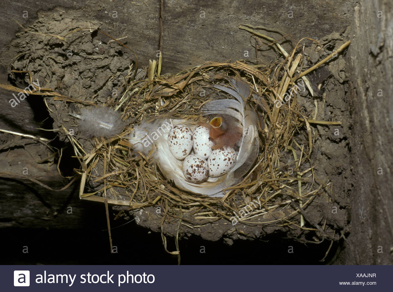 Swallow Eggs Stock Photos & Swallow Eggs Stock Images - Alamy