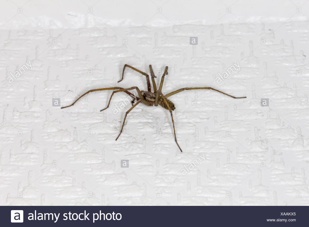 Barn Funnel Weaver Spider Stock Photos & Barn Funnel Weaver Spider ...