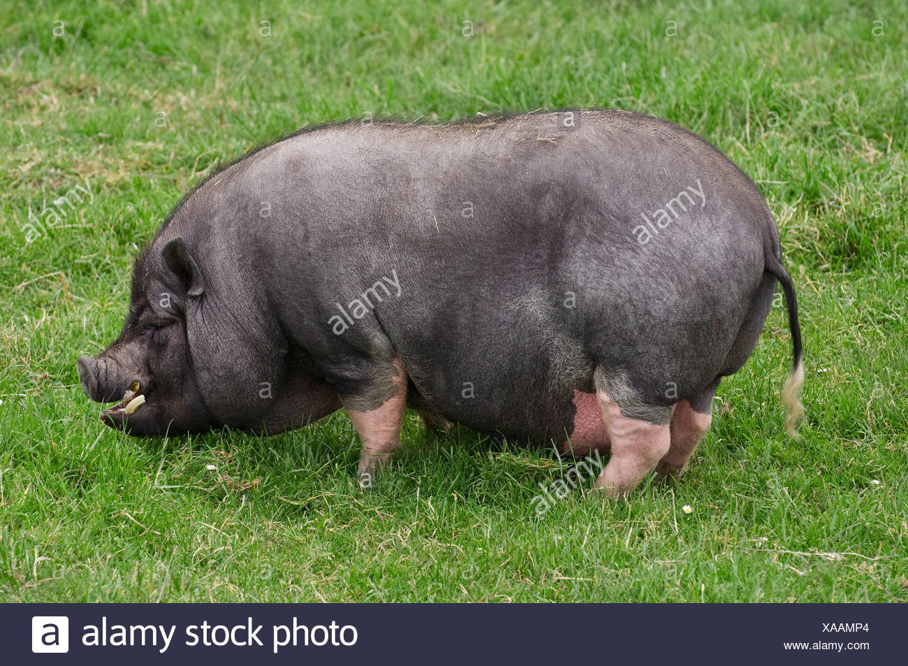 Pig Sus Scrofa High Resolution Stock Photography and Images - Alamy