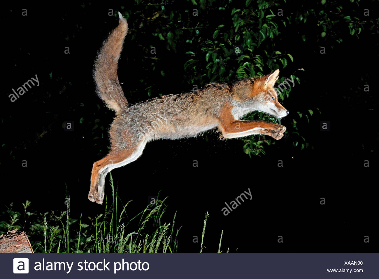 Red Fox Jumping High Resolution Stock Photography and Images - Alamy