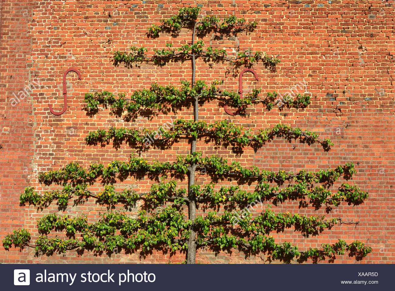 Fan Trained Fruit Tree Stock Photos & Fan Trained Fruit Tree Stock ...