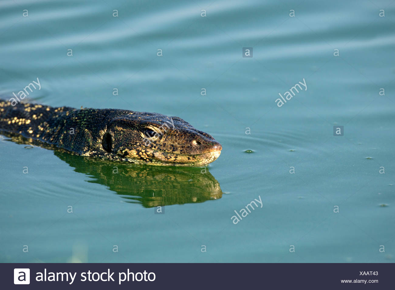 Water Monitor Lizard Swimming High Resolution Stock Photography and ...