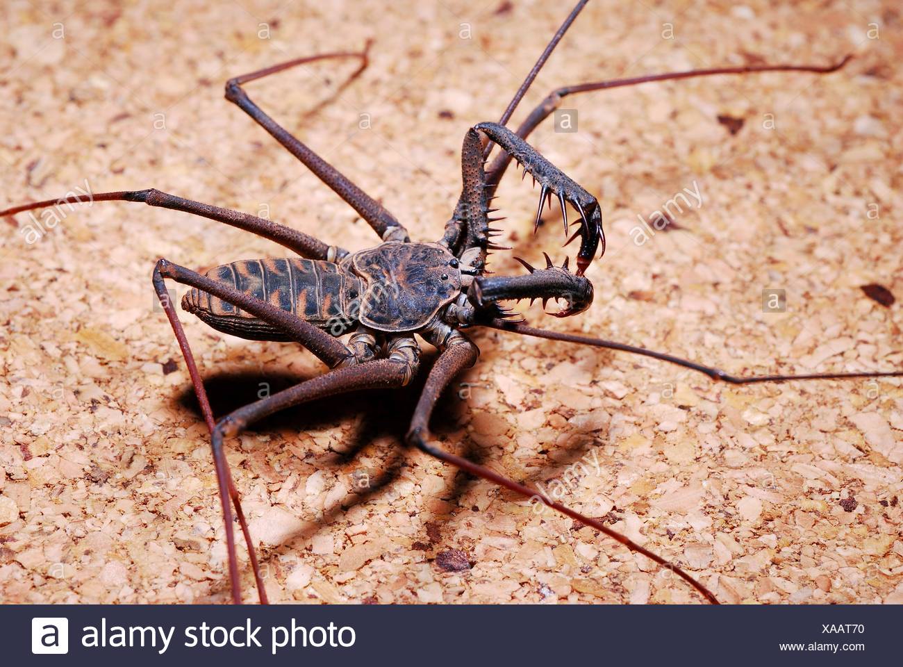 Amblypygi High Resolution Stock Photography and Images - Alamy