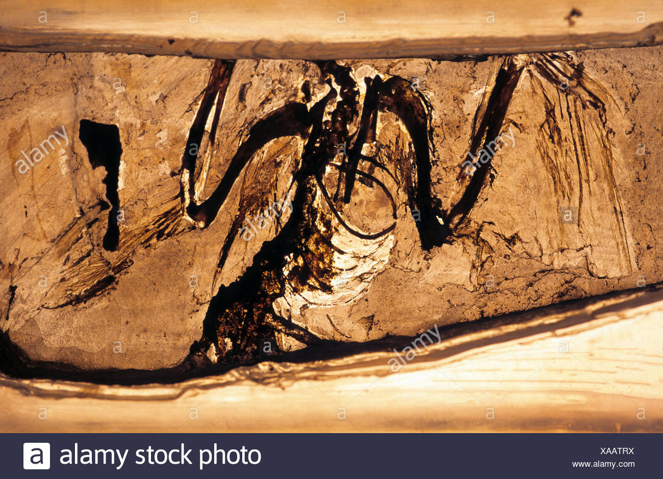 Alula Stock Photos & Alula Stock Images - Alamy