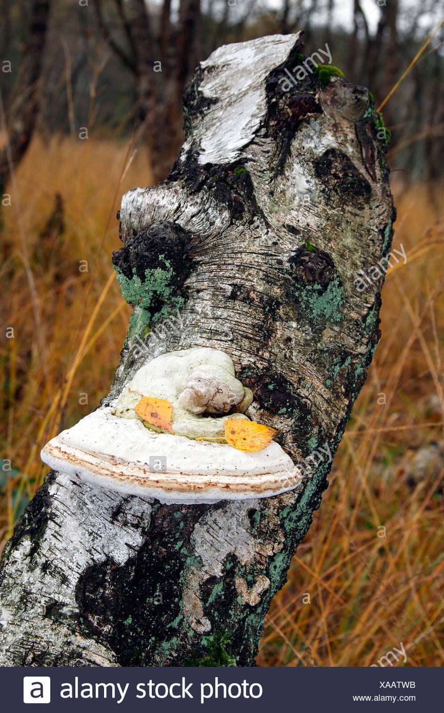 Rotting Trunks High Resolution Stock Photography and Images - Alamy