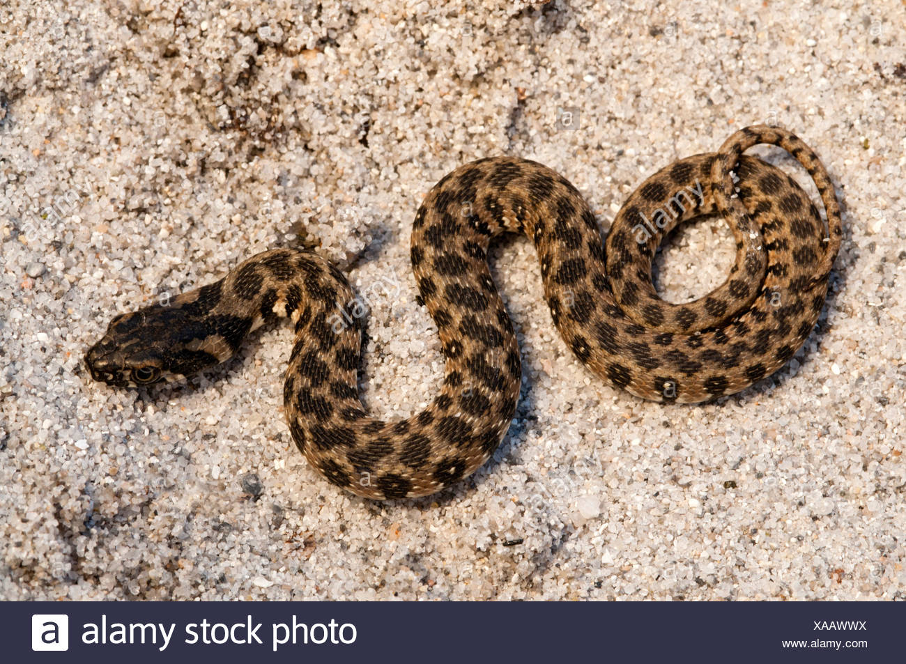 Viperine High Resolution Stock Photography and Images - Alamy