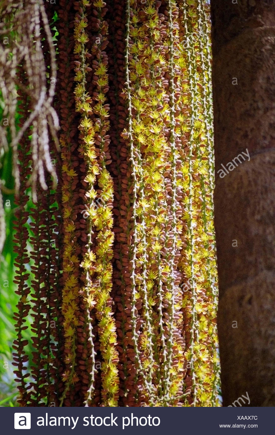 Palm Tree Flowers High Resolution Stock Photography and Images - Alamy