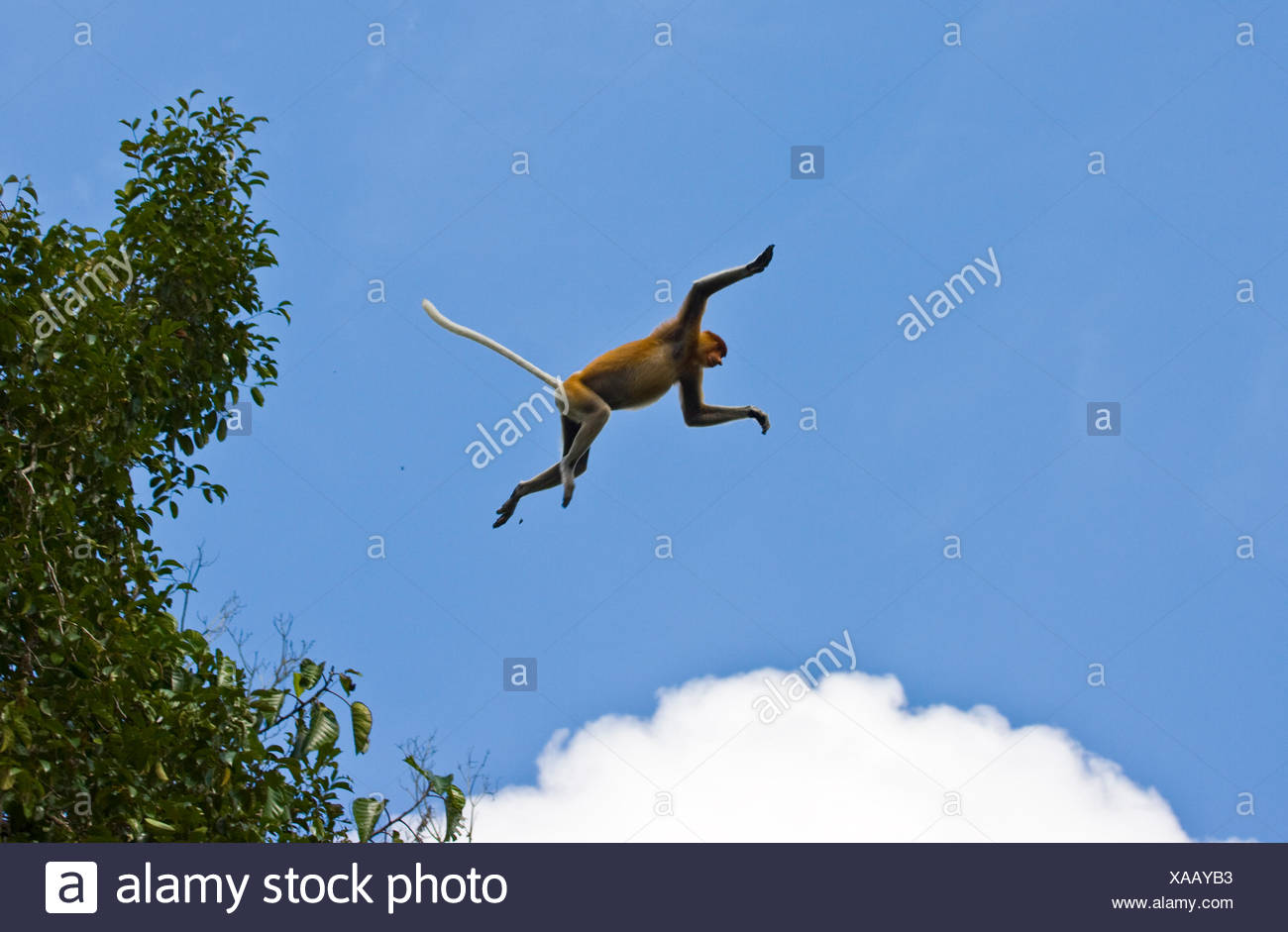 Leaping Bounding High Resolution Stock Photography and Images - Alamy