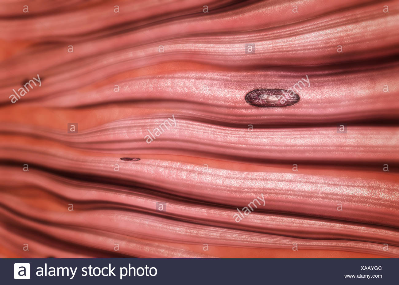 Dense Fibrous Connective Tissue High Resolution Stock Photography and ...