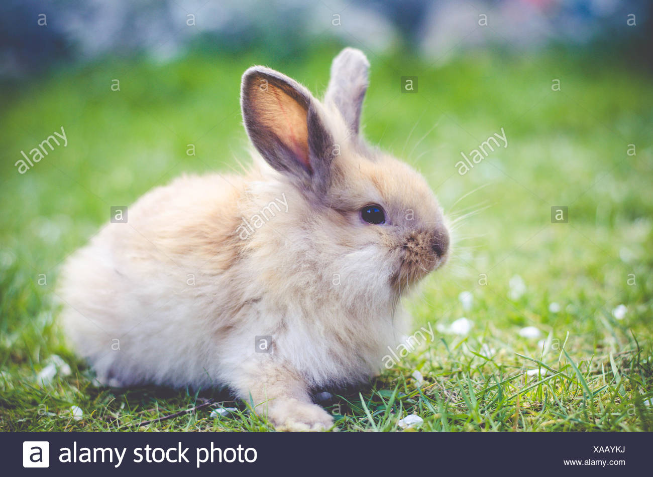 One Rabbit Sitting On Grass High Resolution Stock Photography and ...