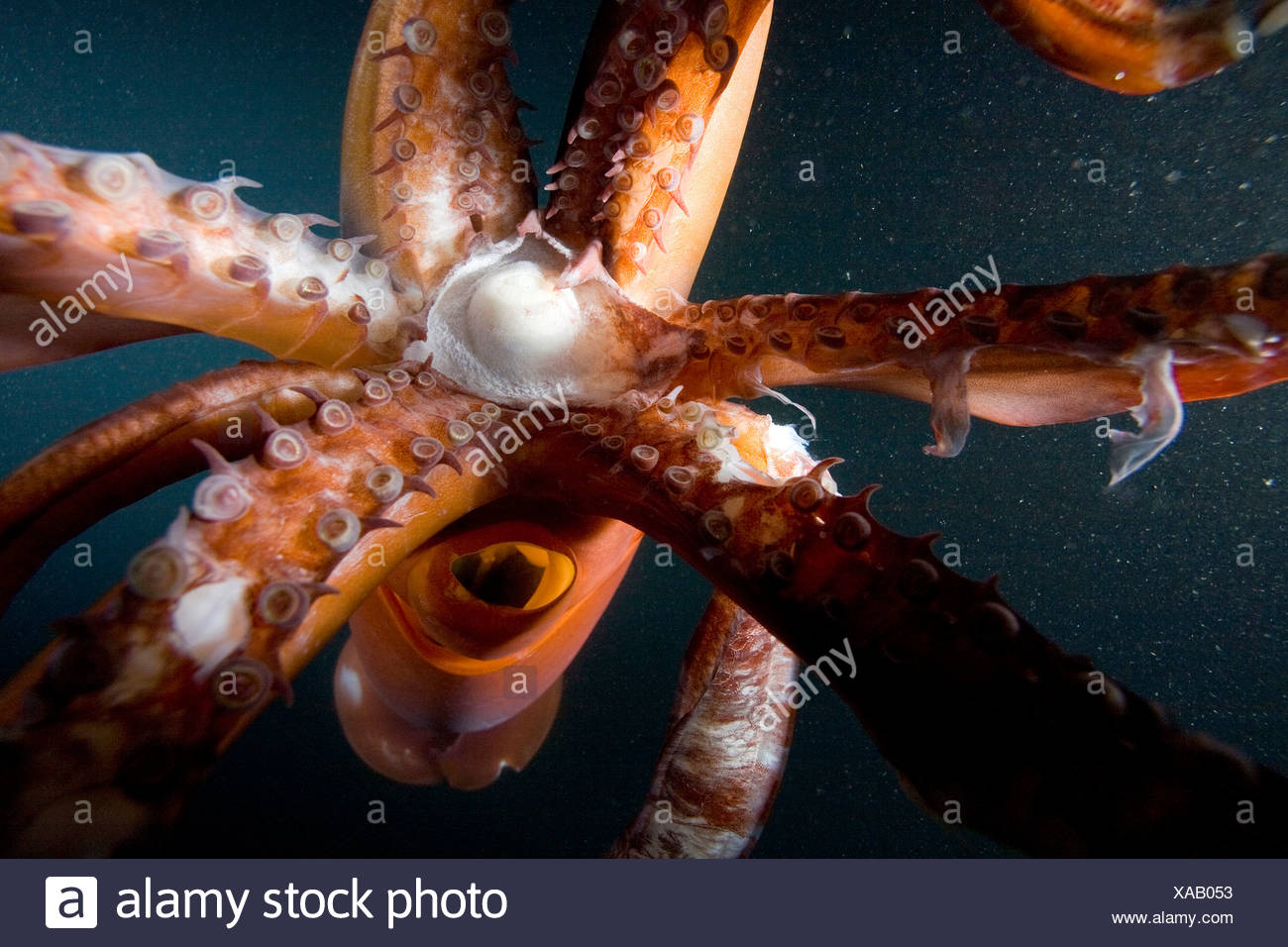 Squid Beak Stock Photos & Squid Beak Stock Images - Alamy