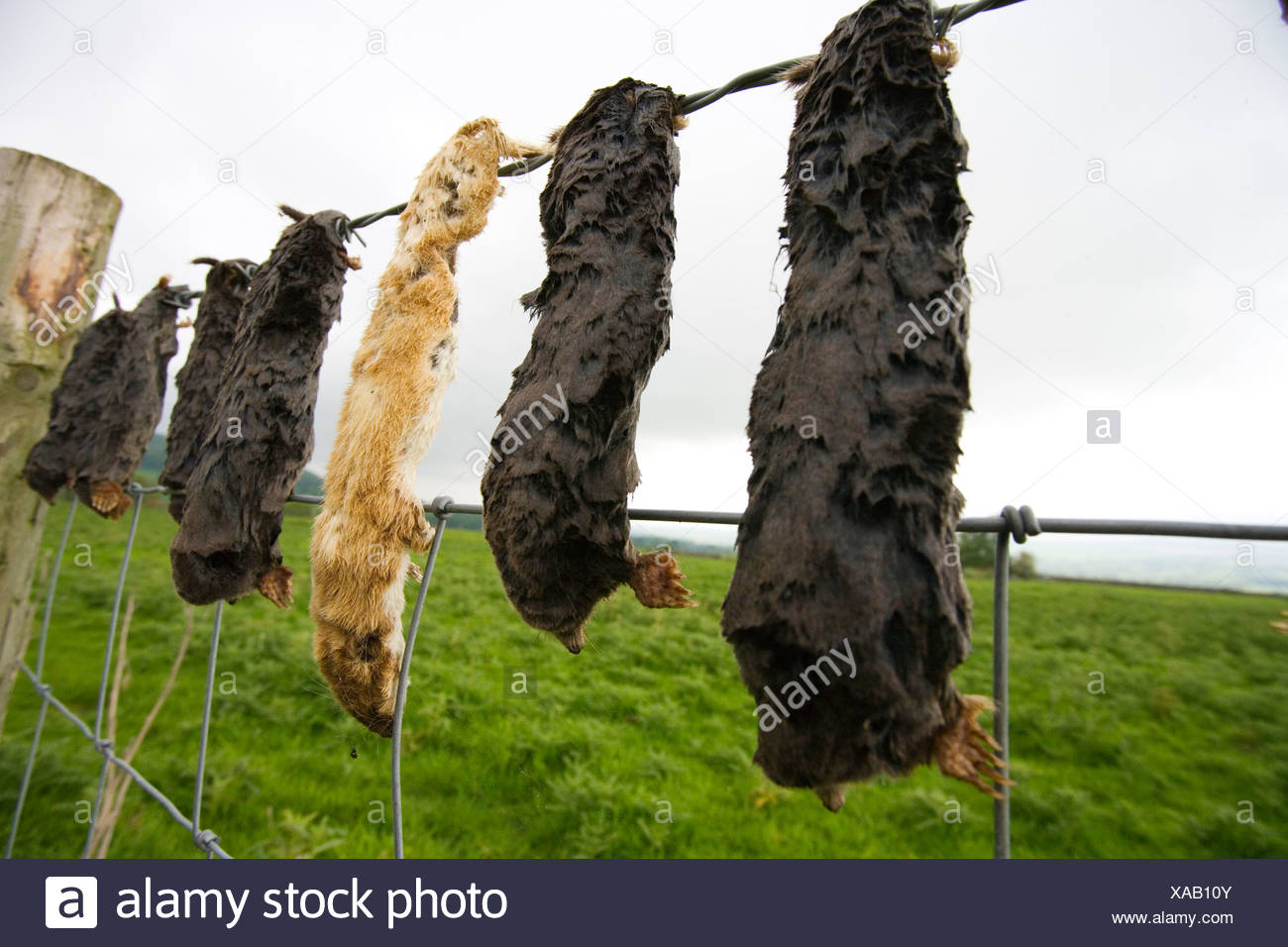 British Weasel High Resolution Stock Photography and Images - Alamy