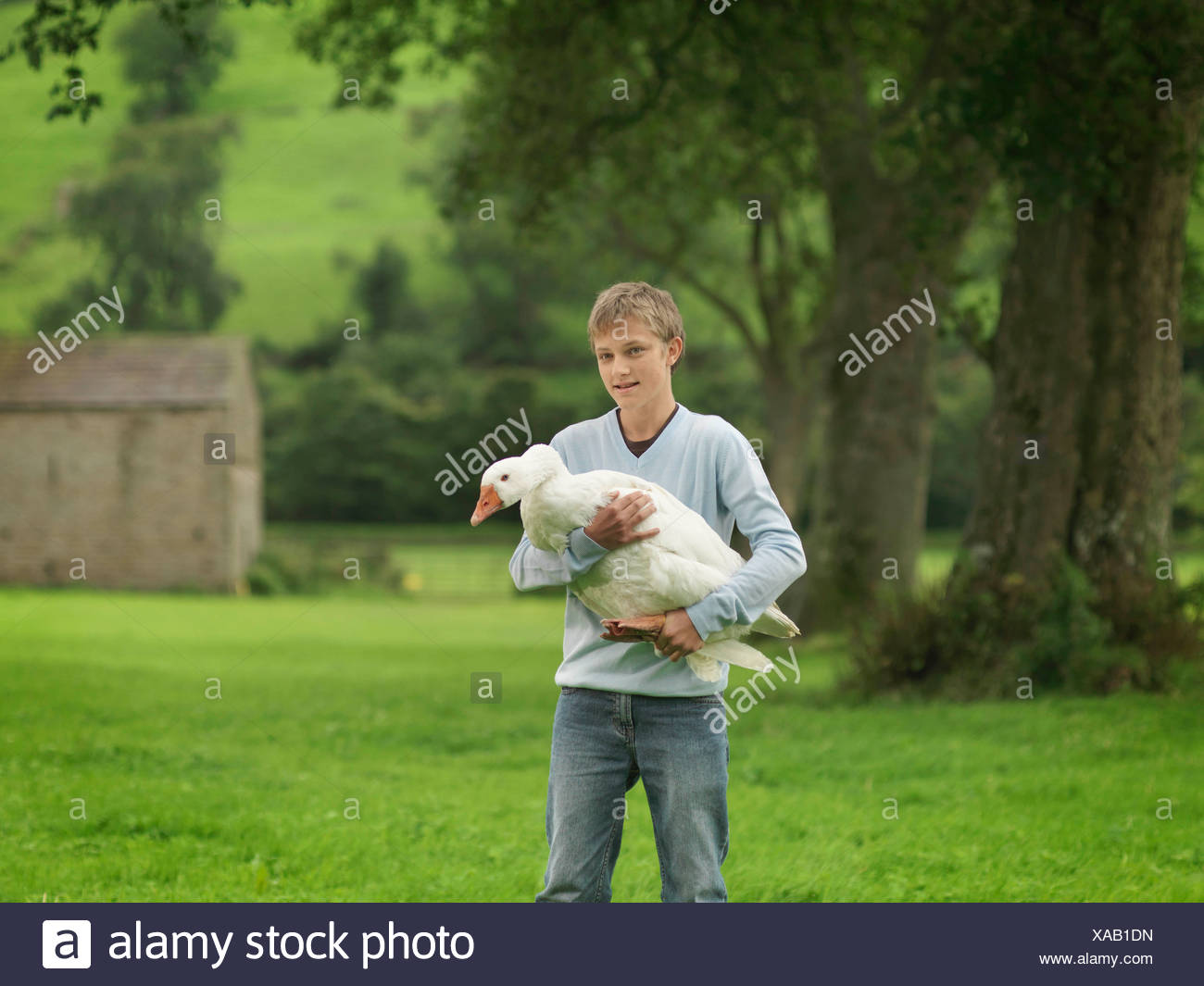 Young Goose Stock Photos & Young Goose Stock Images - Alamy