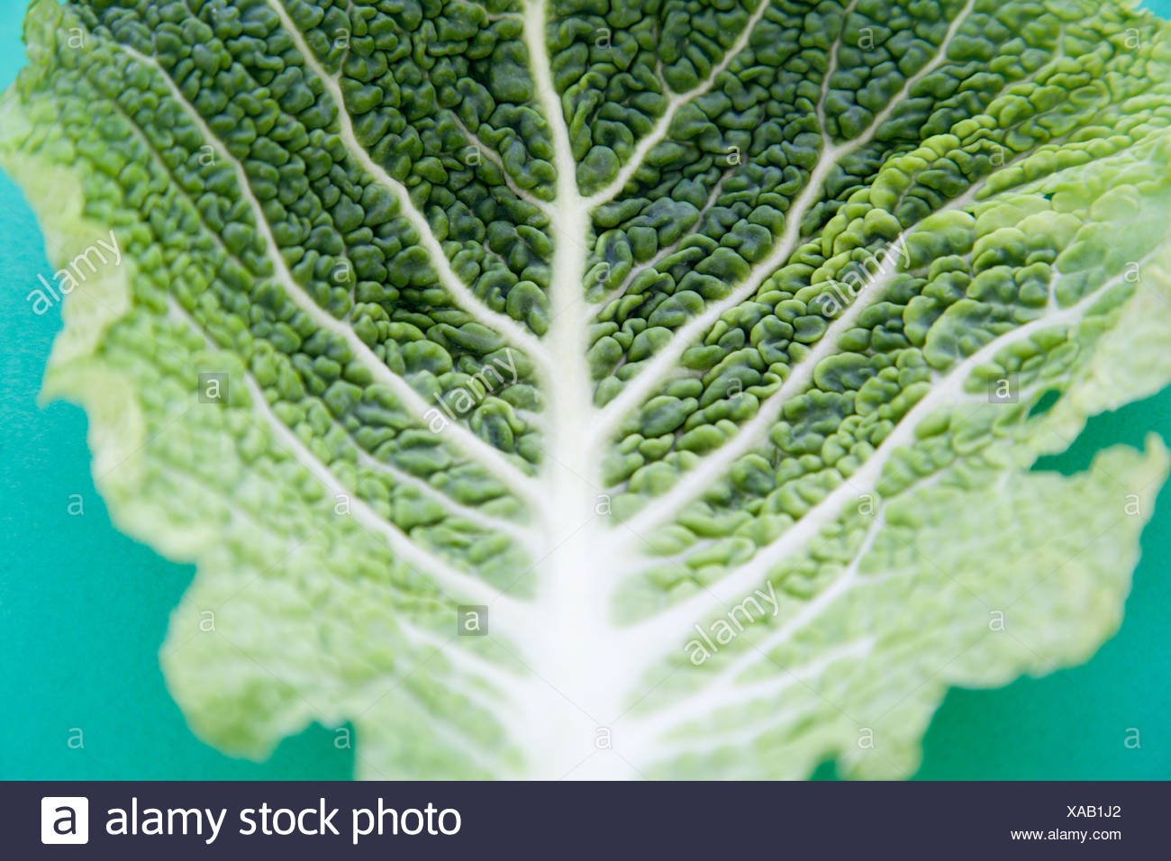 Cabbage Leaf High Resolution Stock Photography and Images - Alamy