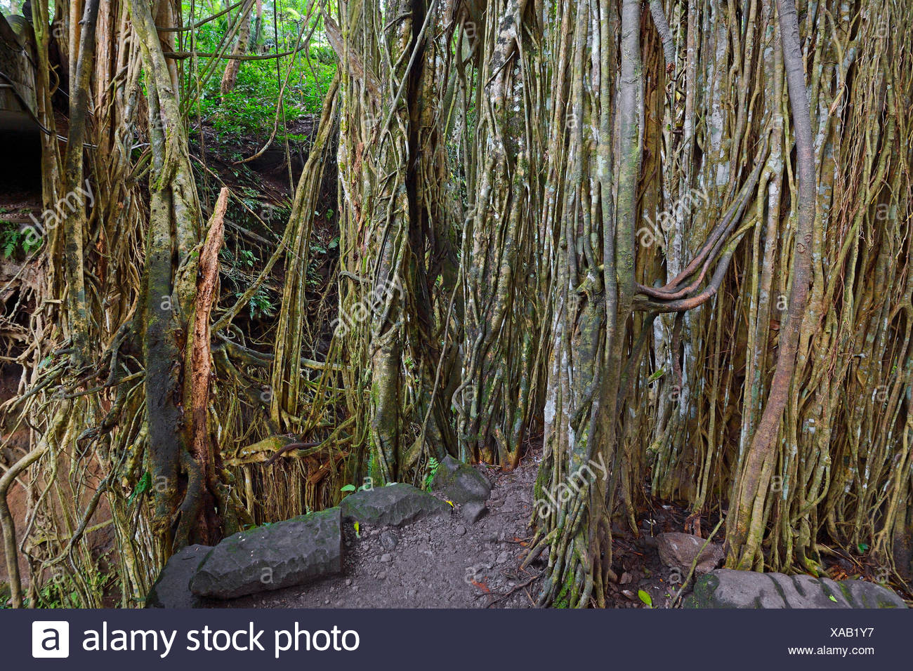 Aerial Roots Fig Tree High Resolution Stock Photography and Images - Alamy
