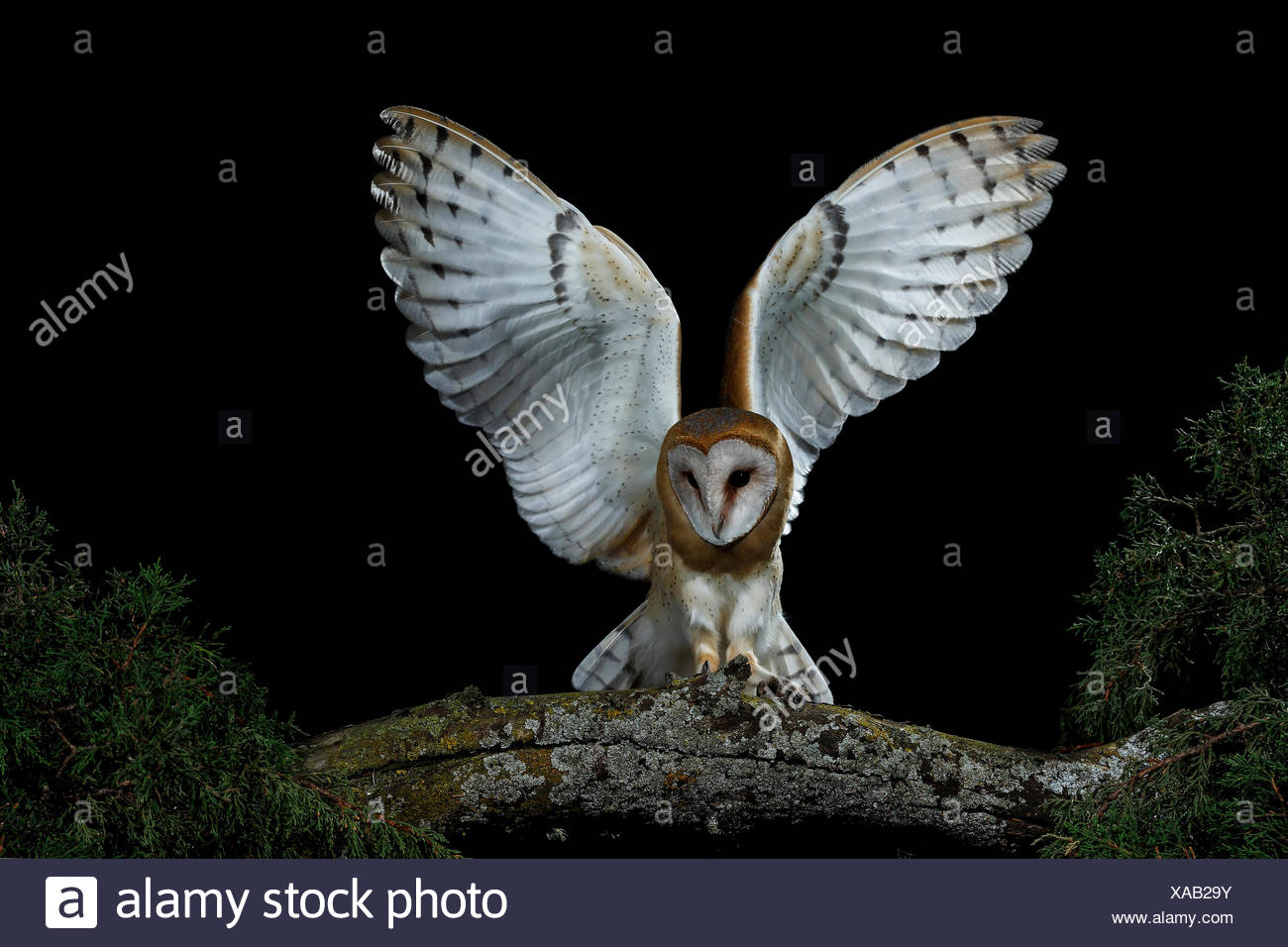 Owl At Night High Resolution Stock Photography and Images - Alamy