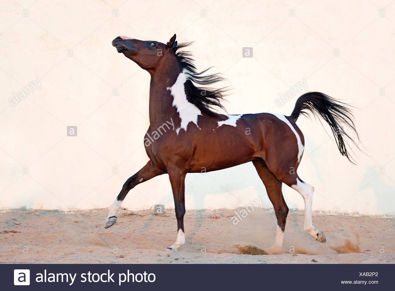 Pinto Arabian Horse High Resolution Stock Photography and Images - Alamy