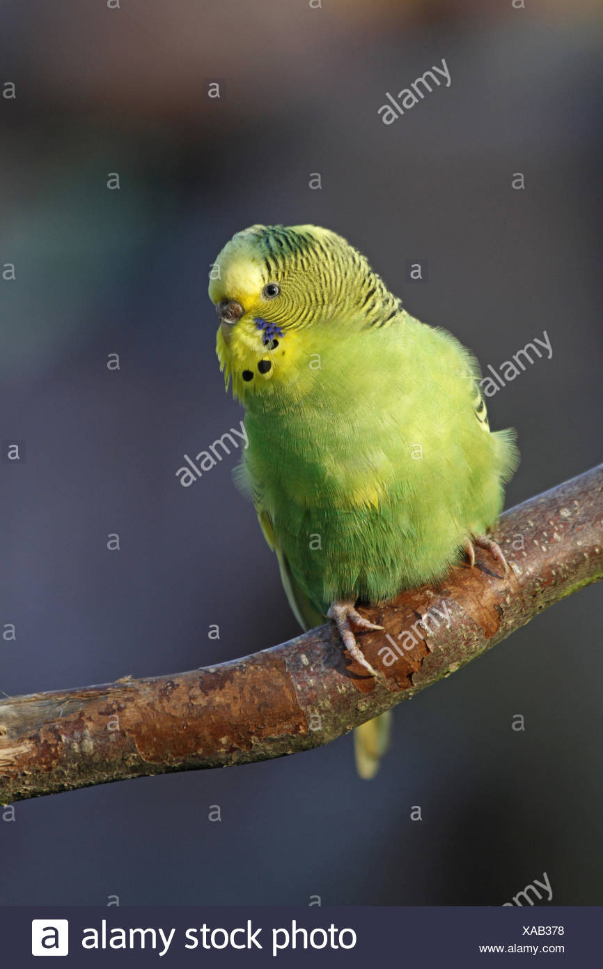 Pet Budgie High Resolution Stock Photography and Images - Alamy