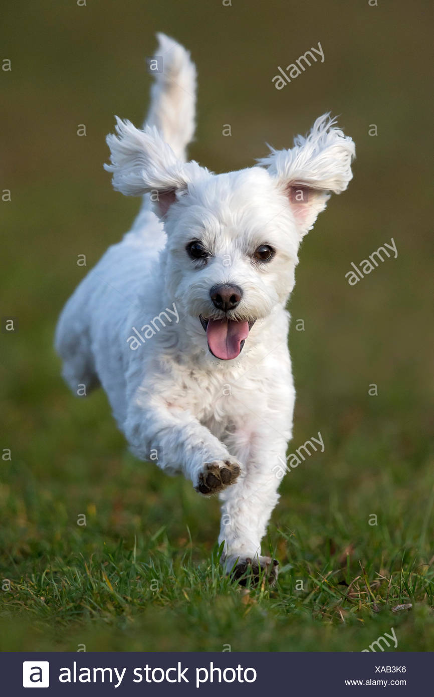 Maltese Dog Stock Photos & Maltese Dog Stock Images - Alamy