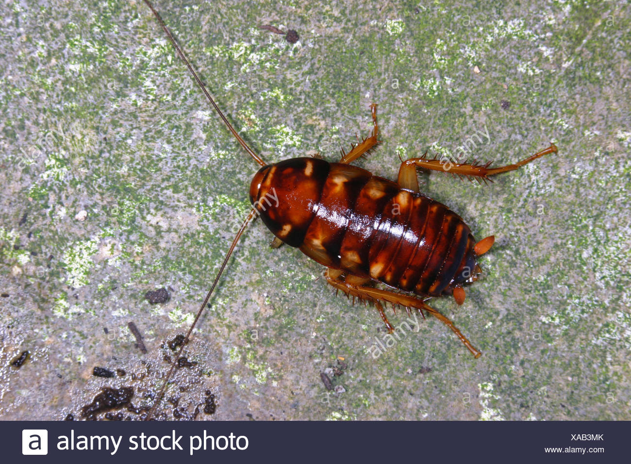 Australian Cockroach Periplaneta Australasiae High Resolution Stock ...