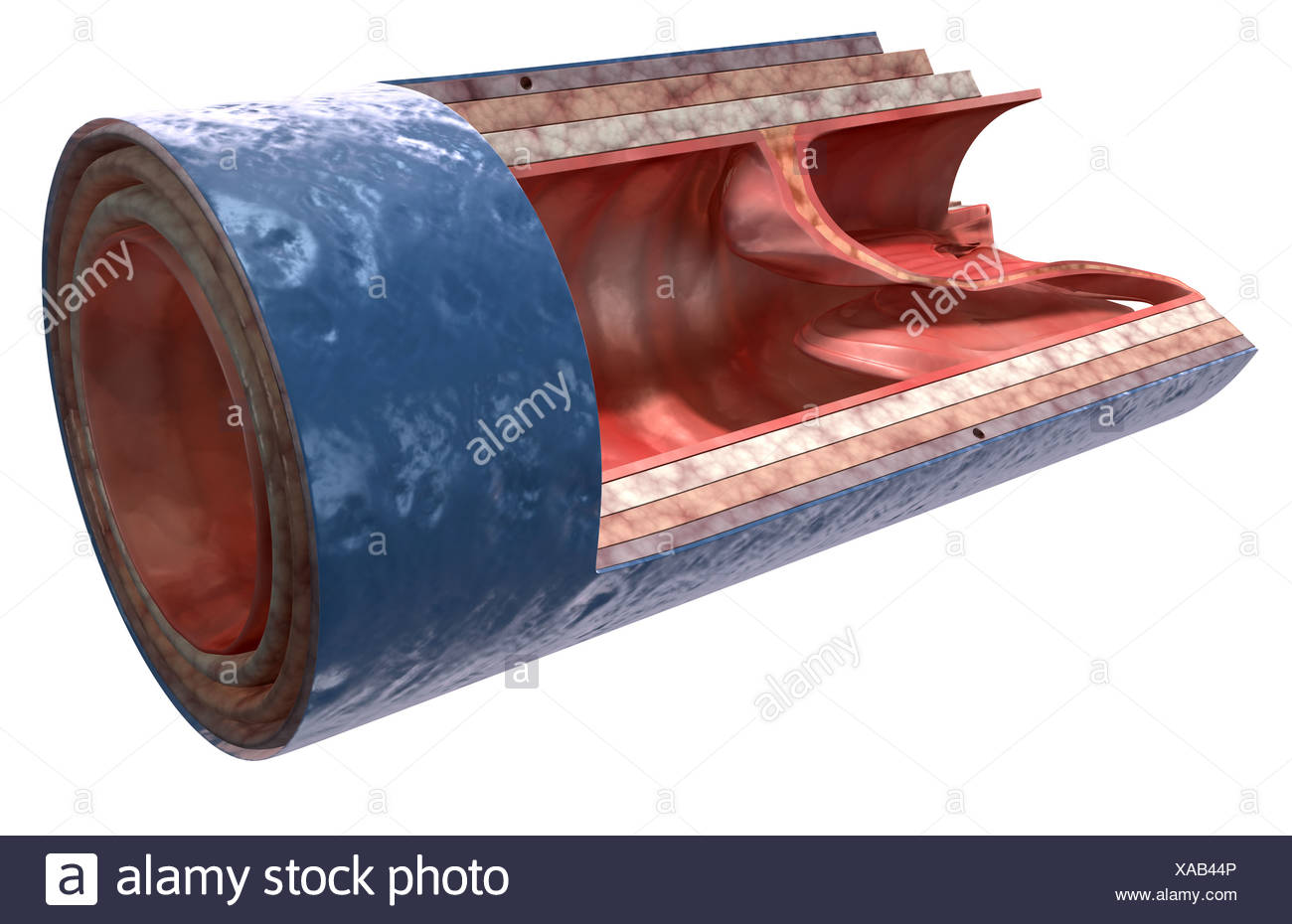 Blood Vessel Wall High Resolution Stock Photography and Images - Alamy