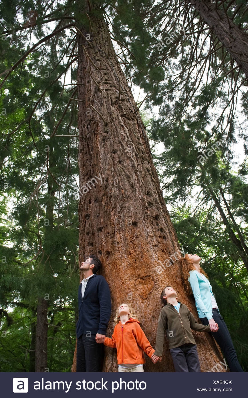 Tall Standing Tree High Resolution Stock Photography and Images - Alamy