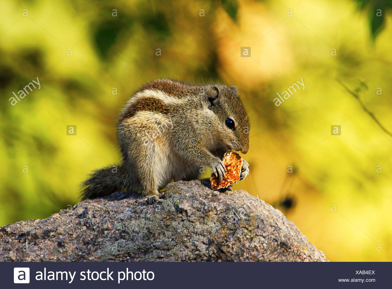 Indian Five Striped Squirrel High Resolution Stock Photography and ...