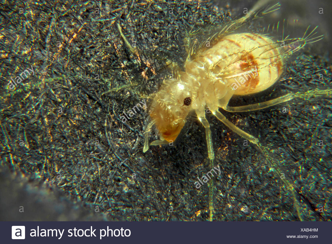 Psocids Stock Photos & Psocids Stock Images - Alamy