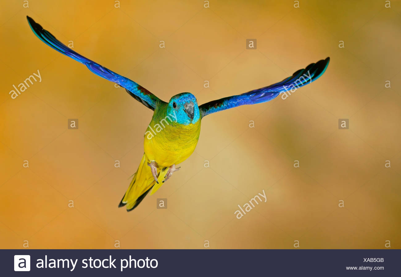 Neophema High Resolution Stock Photography and Images - Alamy