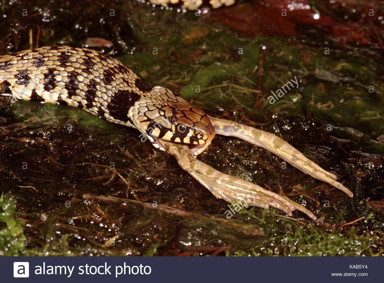 Italy Snake High Resolution Stock Photography and Images - Alamy