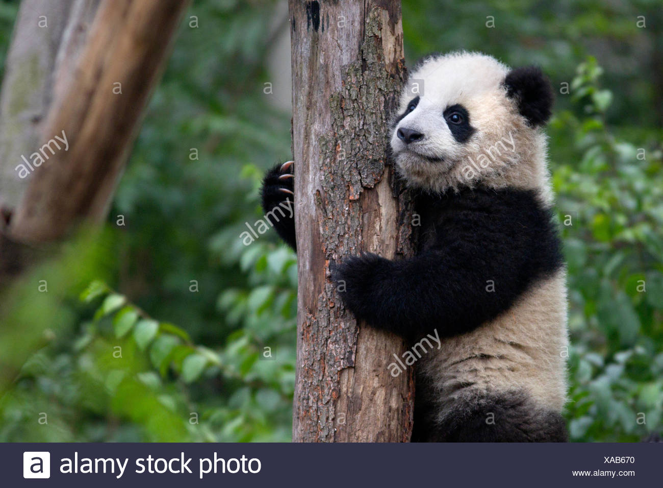 Baby Panda Bamboo High Resolution Stock Photography and Images - Alamy