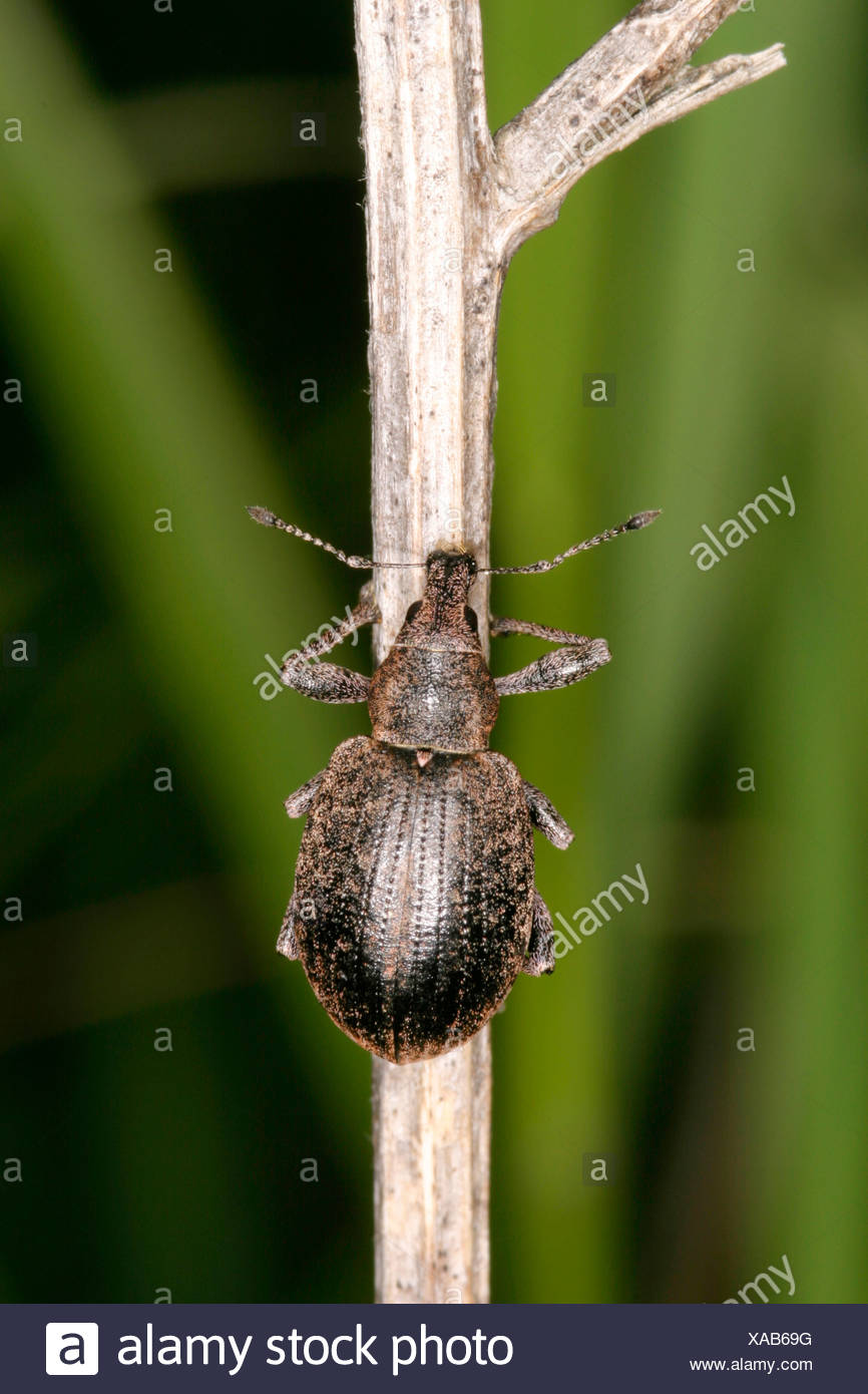 Curculio Nucum High Resolution Stock Photography and Images - Alamy