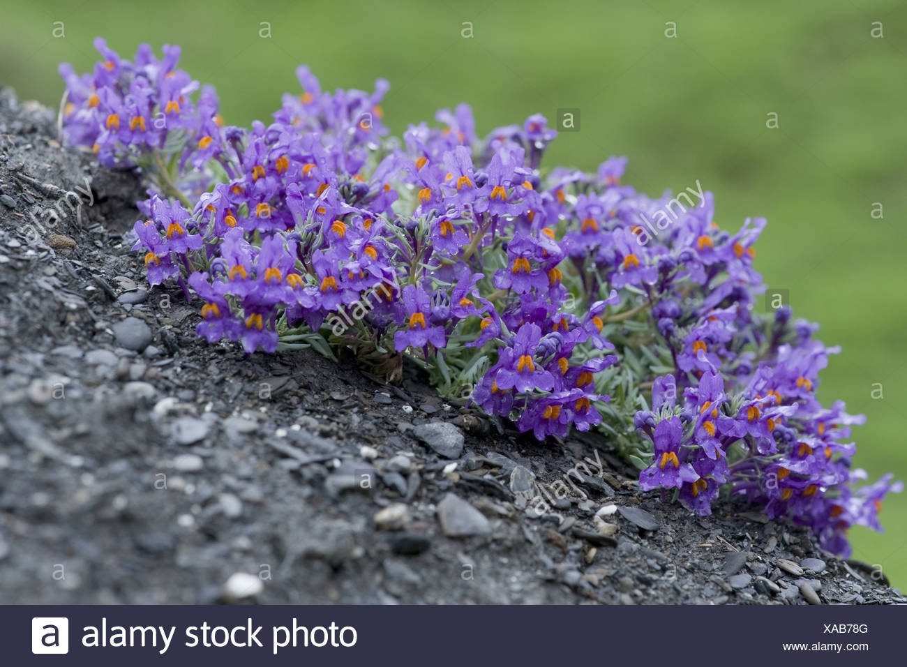 Alpine Toadflax Linaria Alpina Stock Photos & Alpine Toadflax Linaria ...